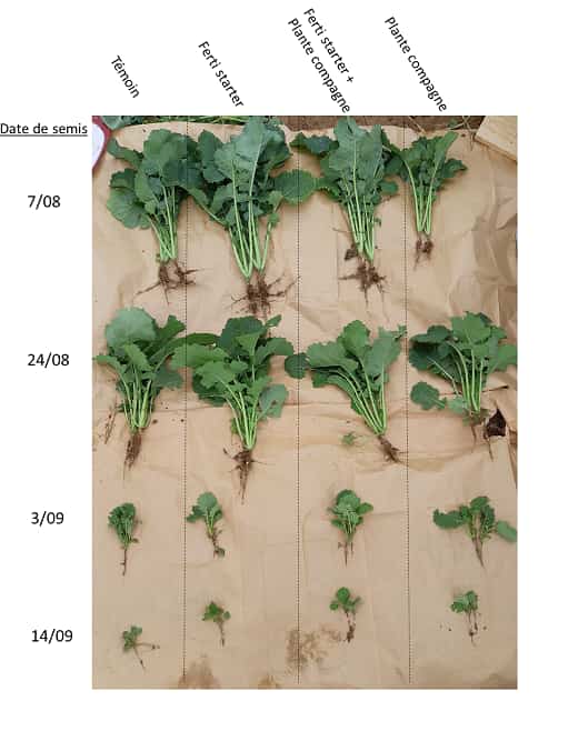 Colza : comment pallier les difficultés d'implantation?